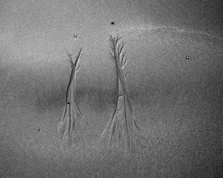 Lost Wood II - Landscapesuncovered.com