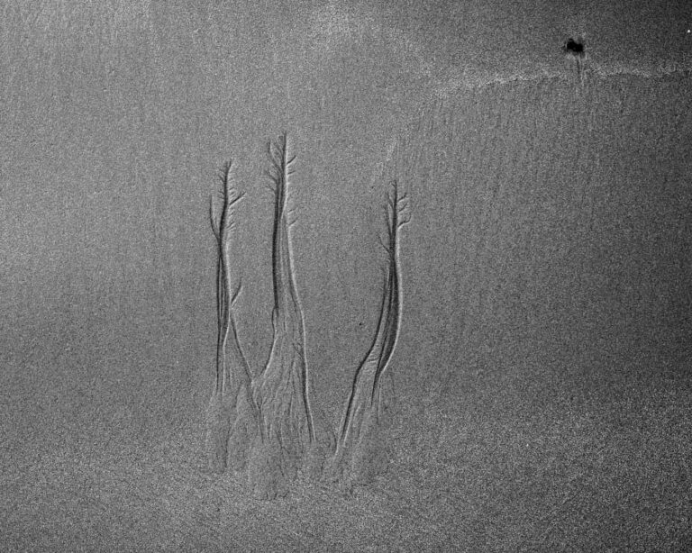 Lost Wood I - Landscapesuncovered.com