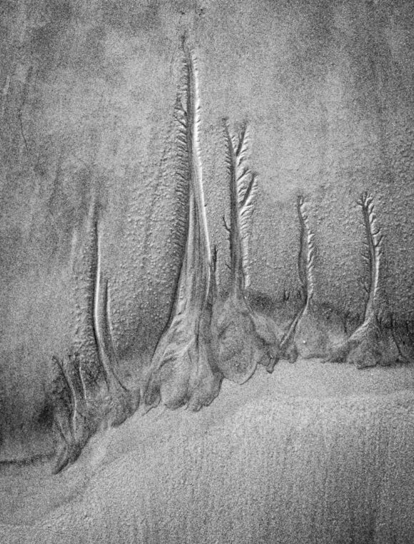 Lost Wood IV - Landscapesuncovered.com